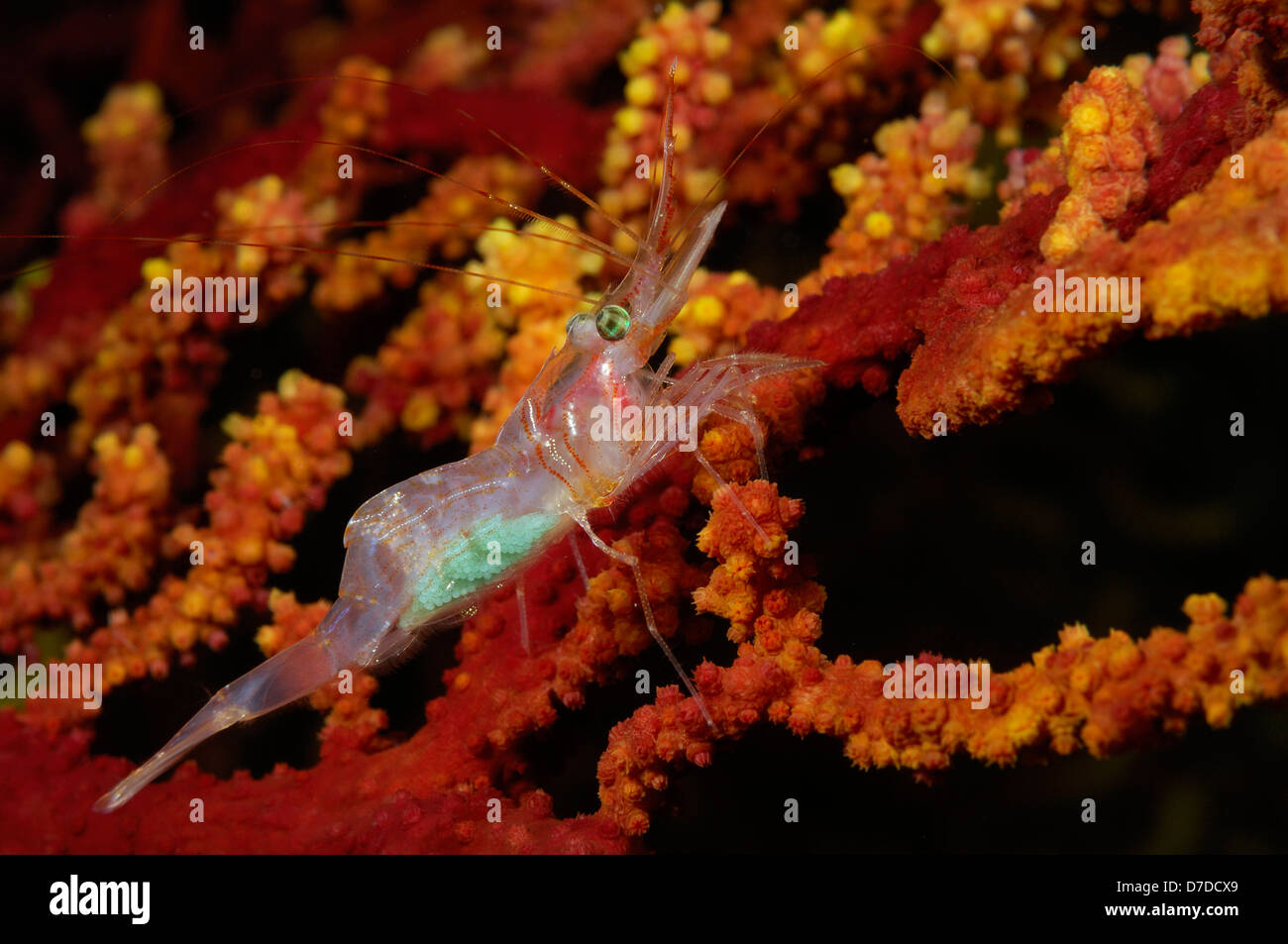 Shrimp eualus hi-res stock photography and images - Alamy