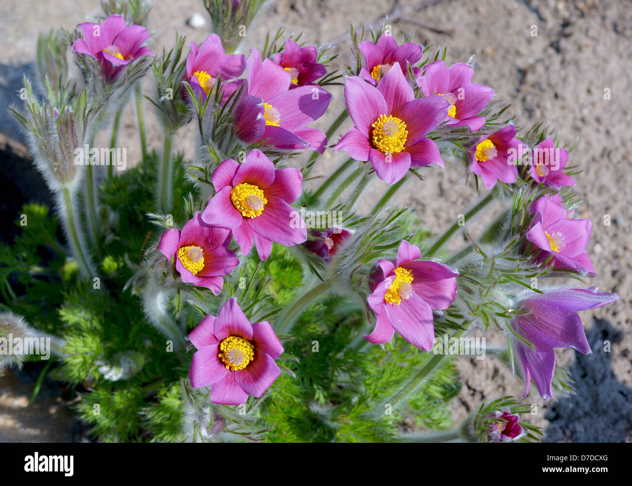 Pasque flowers spring flowers Pulsatilla vulgaris Stock Photo - Alamy