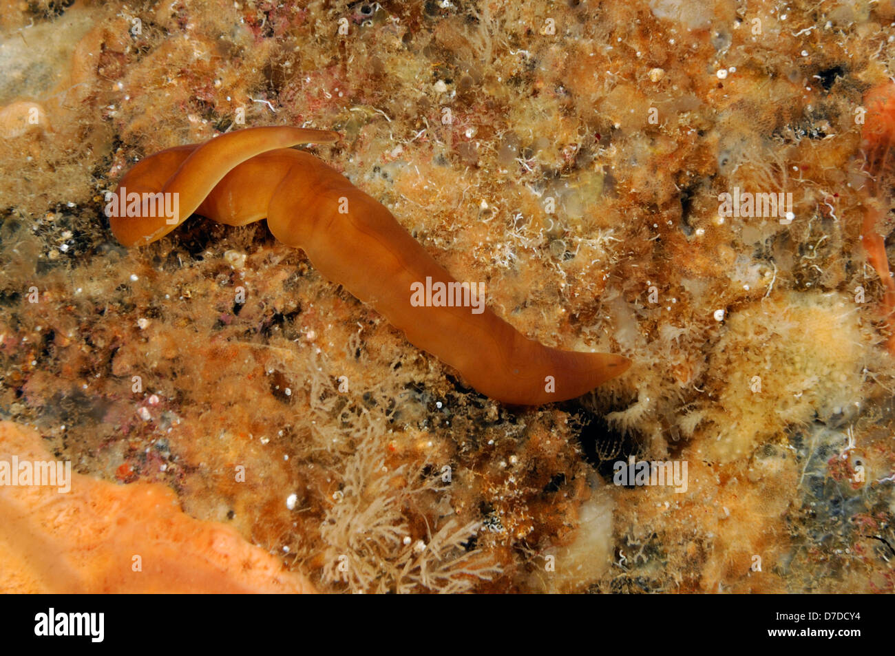 Ribbon Worms