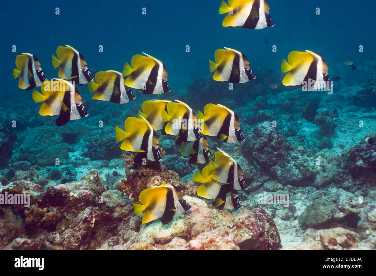 Masked bannerfish (Heniochus monoceros) school at rest. Maldives. Indo ...