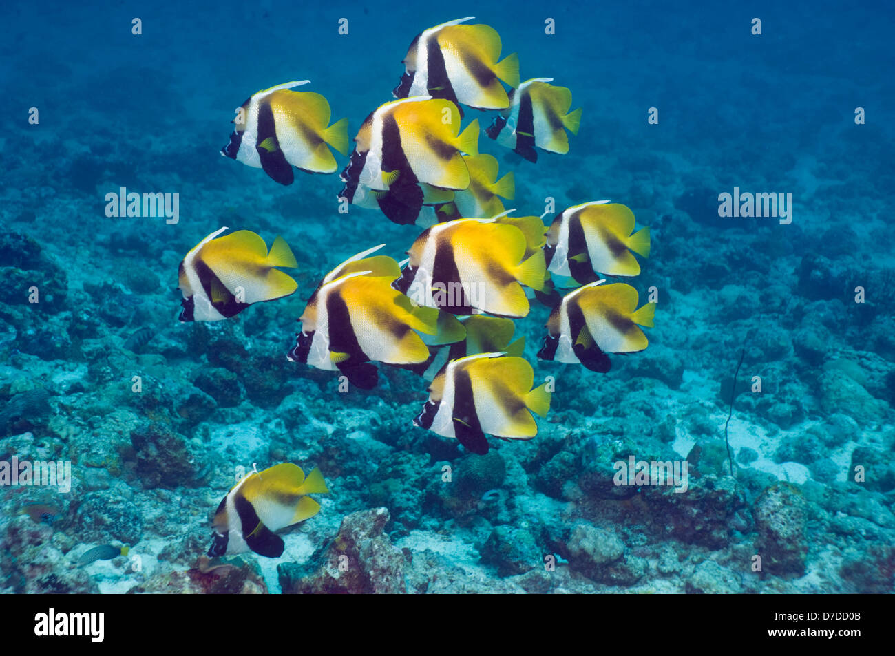 Masked bannerfish (Heniochus monoceros) school at rest. Maldives. Indo ...