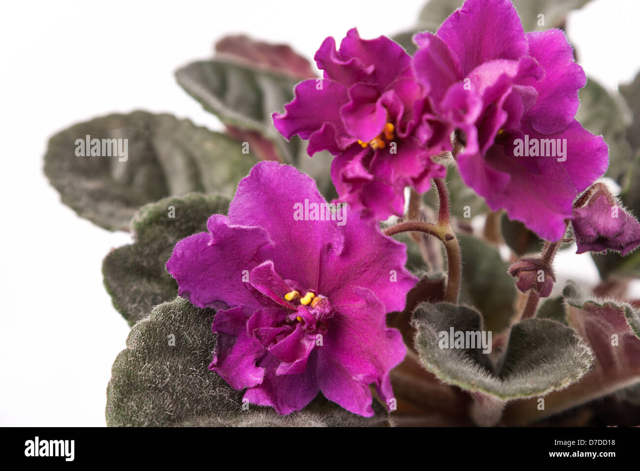 indoor herb - violet flower of viola Stock Photo - Alamy
