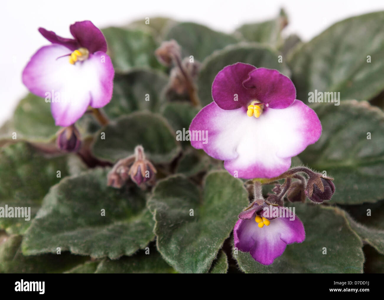 indoor herb - violet flower of viola Stock Photo - Alamy