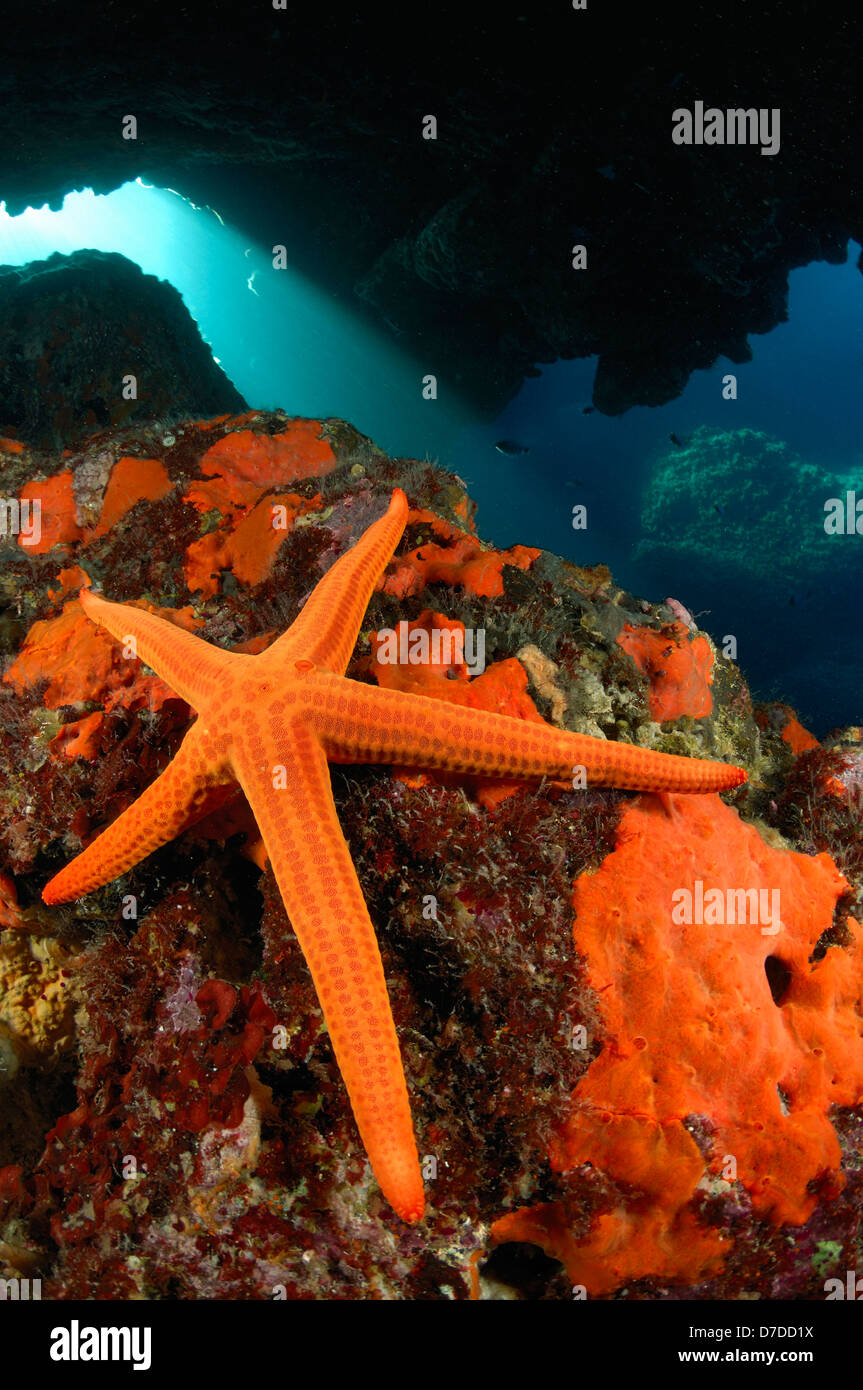 Smooth Starfish in Cave, Hacelia attenuata, Susac, Adriatic Sea ...