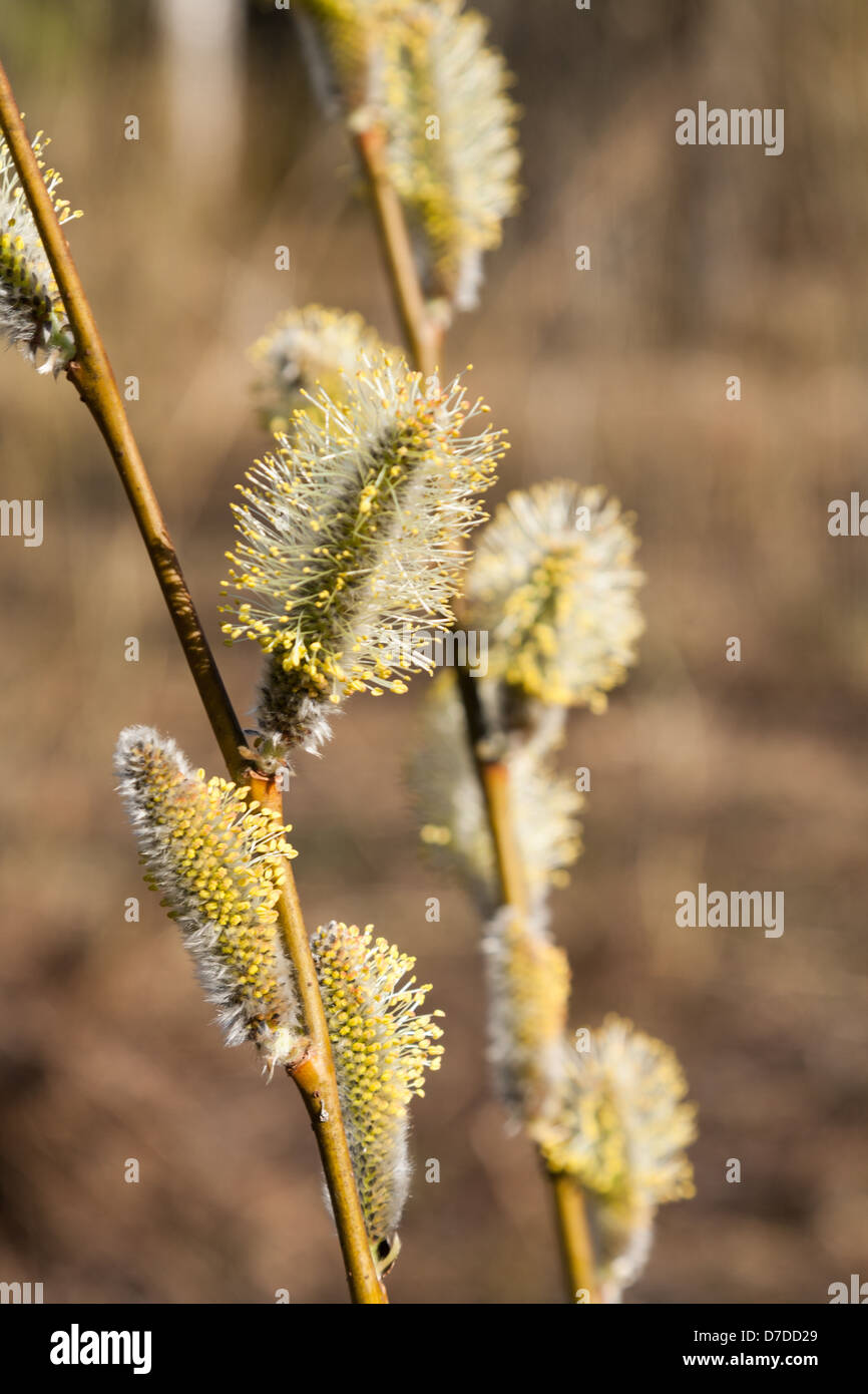 spring-plant-fluffy-flower-of-pussy-willows-stock-photo-alamy