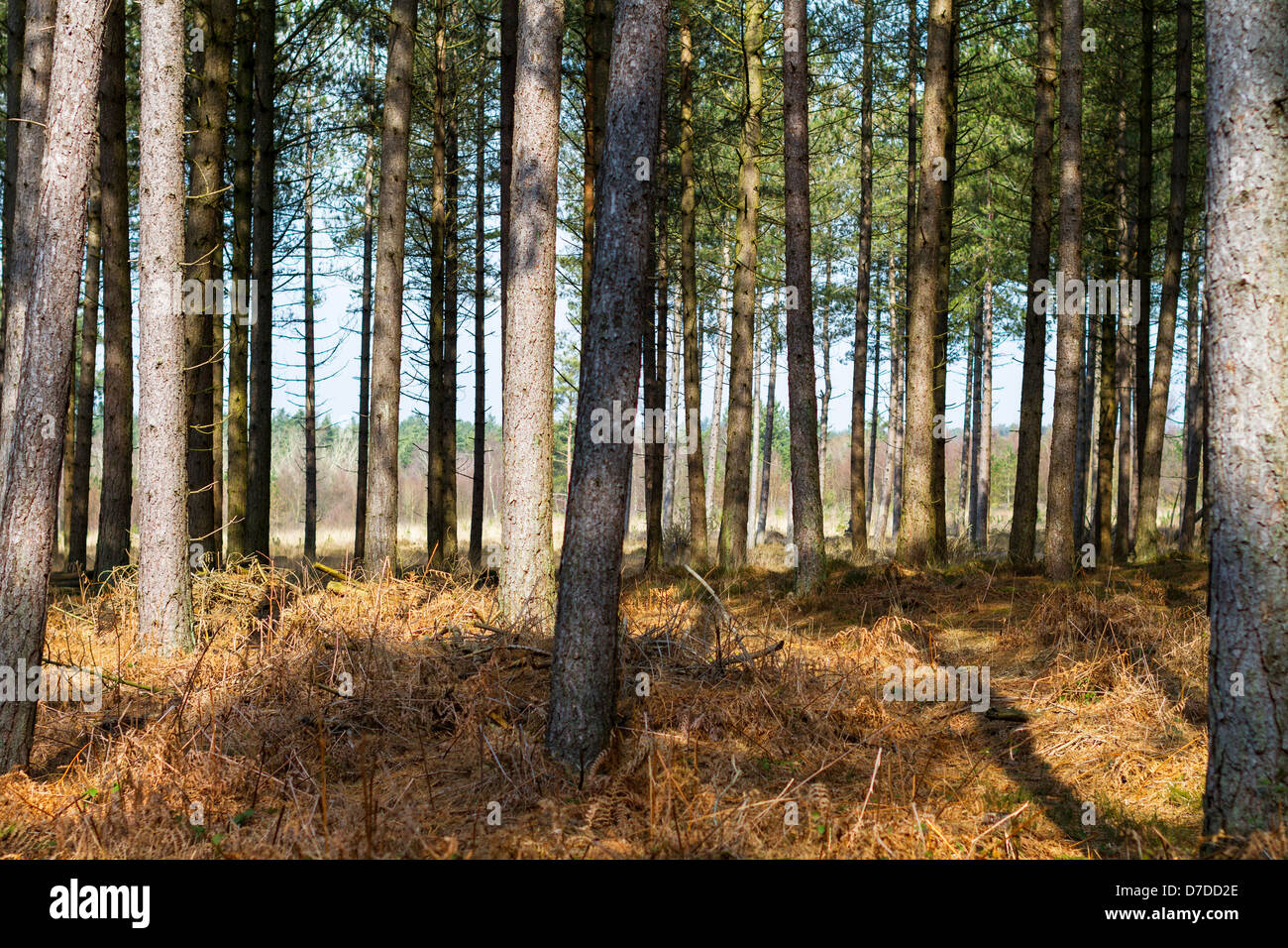 The new forest on a summers day Stock Photo - Alamy