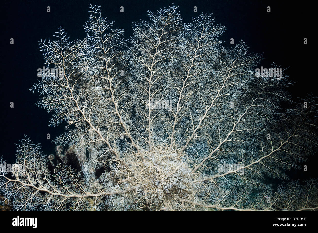 Basket star Komodo National Park Indonesia Stock Photo - Alamy
