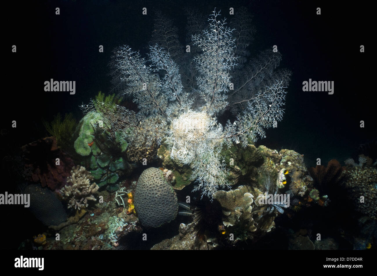 Basket star Komodo National Park Indonesia Stock Photo - Alamy