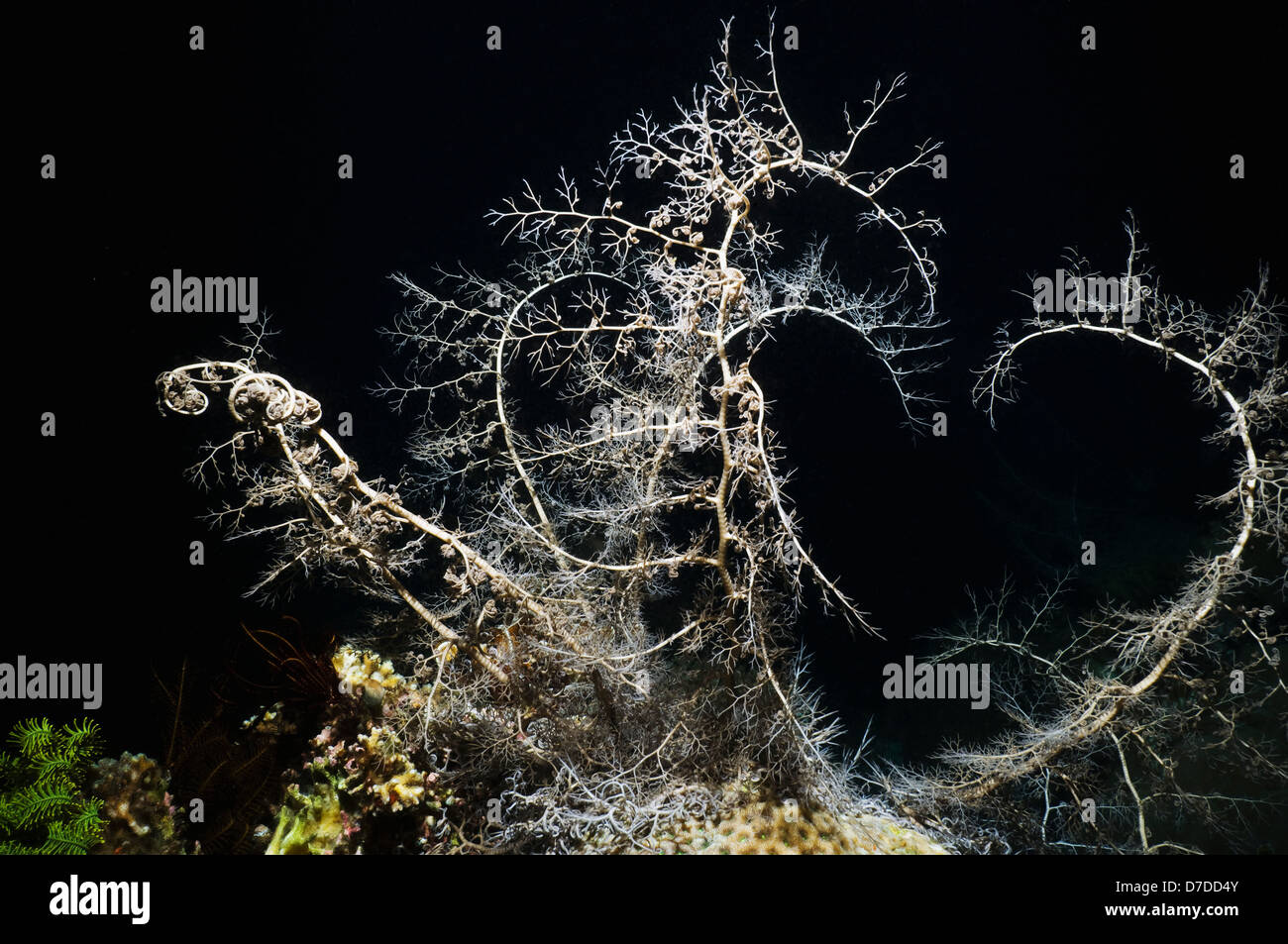 Basket star Komodo National Park Indonesia Stock Photo - Alamy