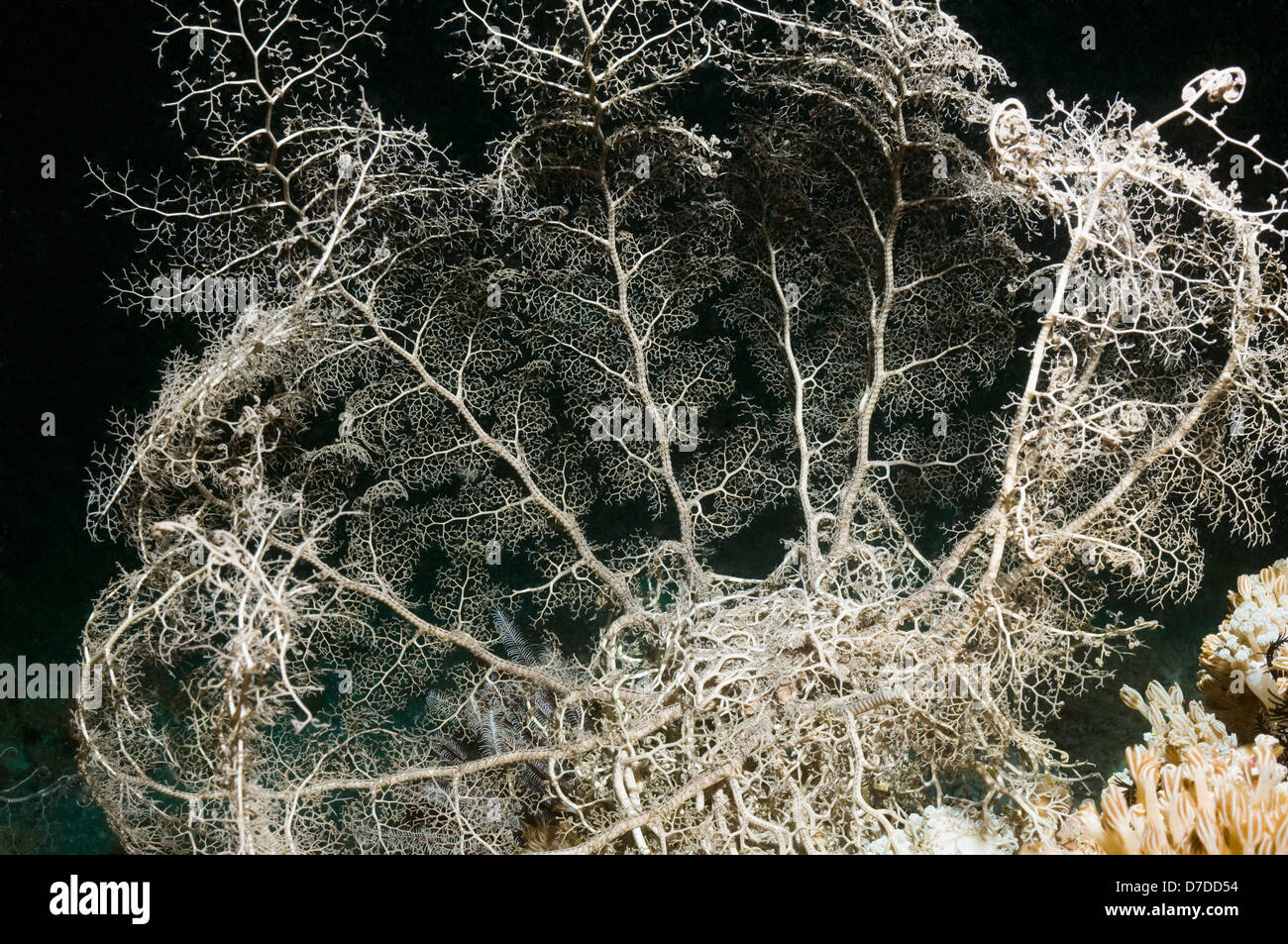 Basket star Komodo National Park Indonesia Stock Photo - Alamy