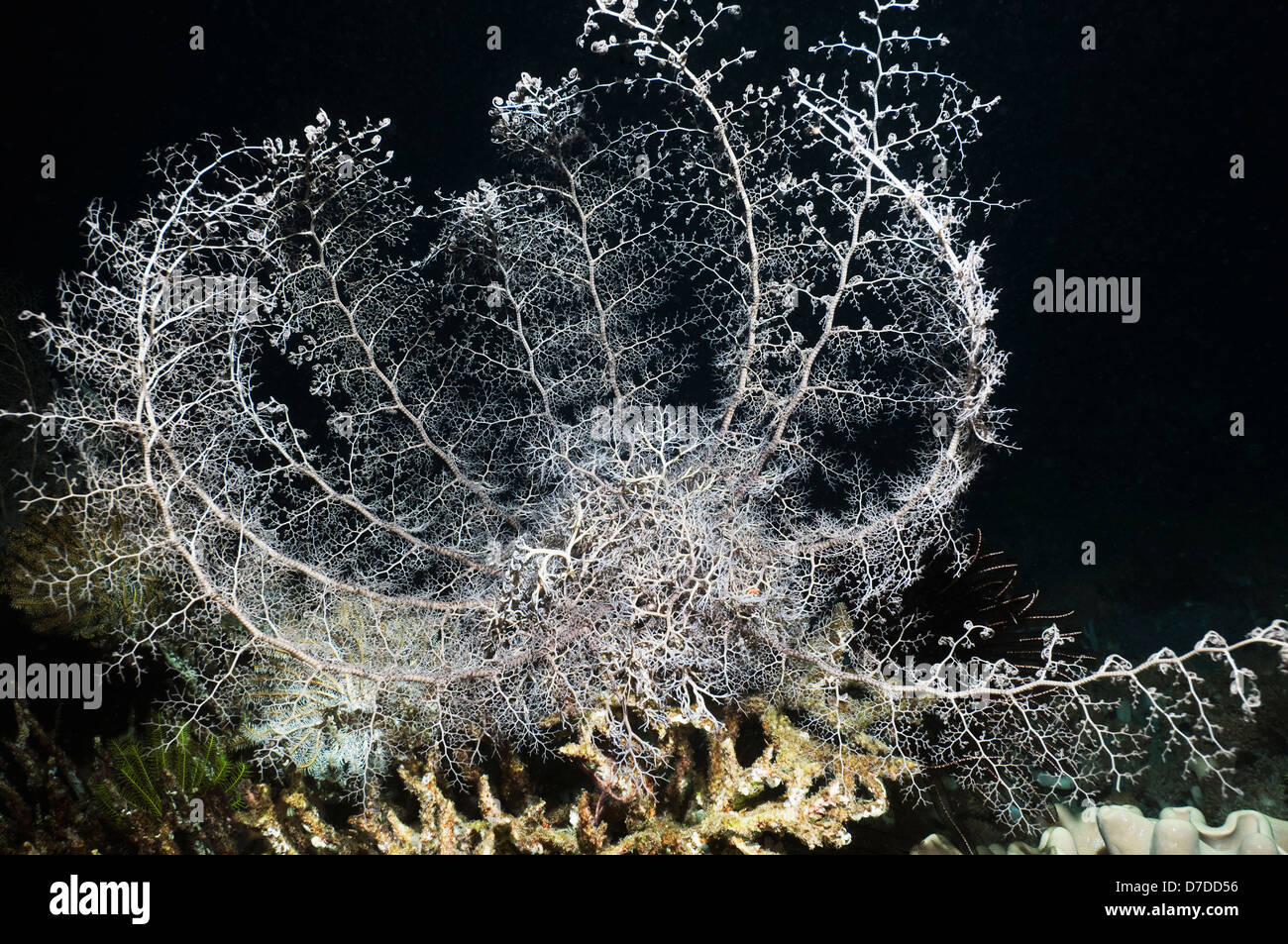 Basket star Komodo National Park Indonesia Stock Photo - Alamy