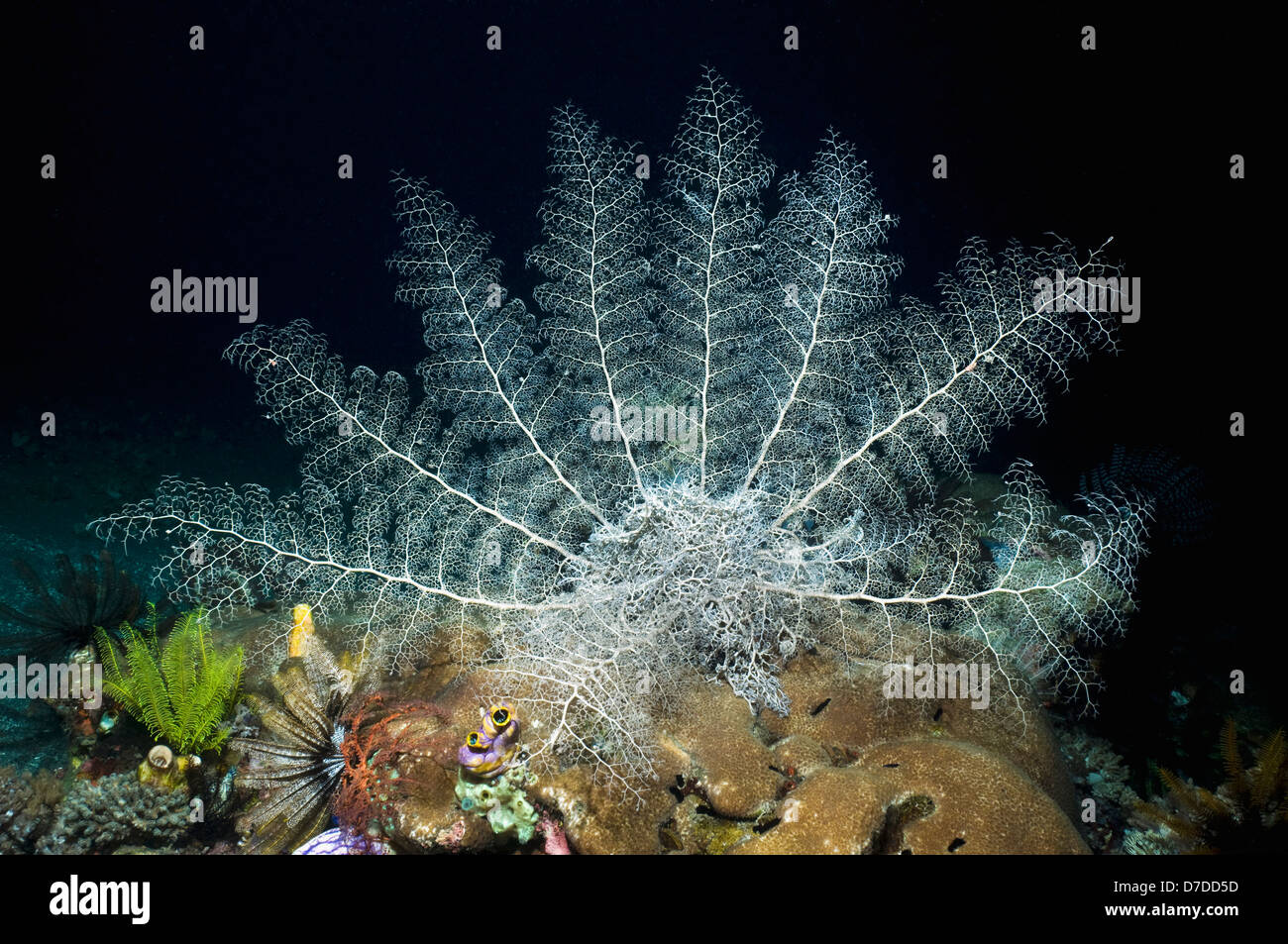 Basket star astroboa nuda hi-res stock photography and images - Alamy