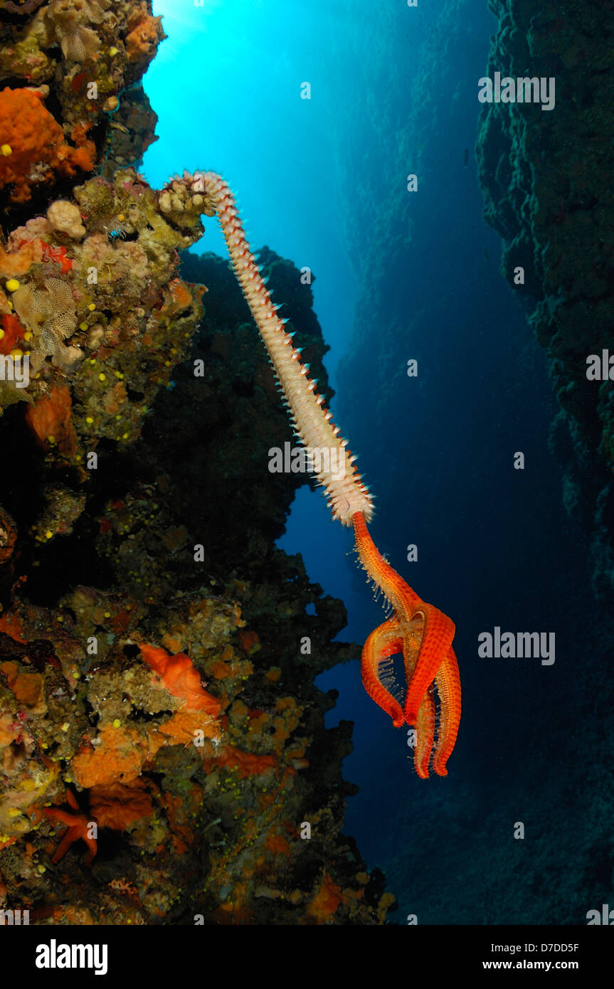 Fireworm feeding on Starfish, Hermodice carunculata, Susac, Adriatic ...