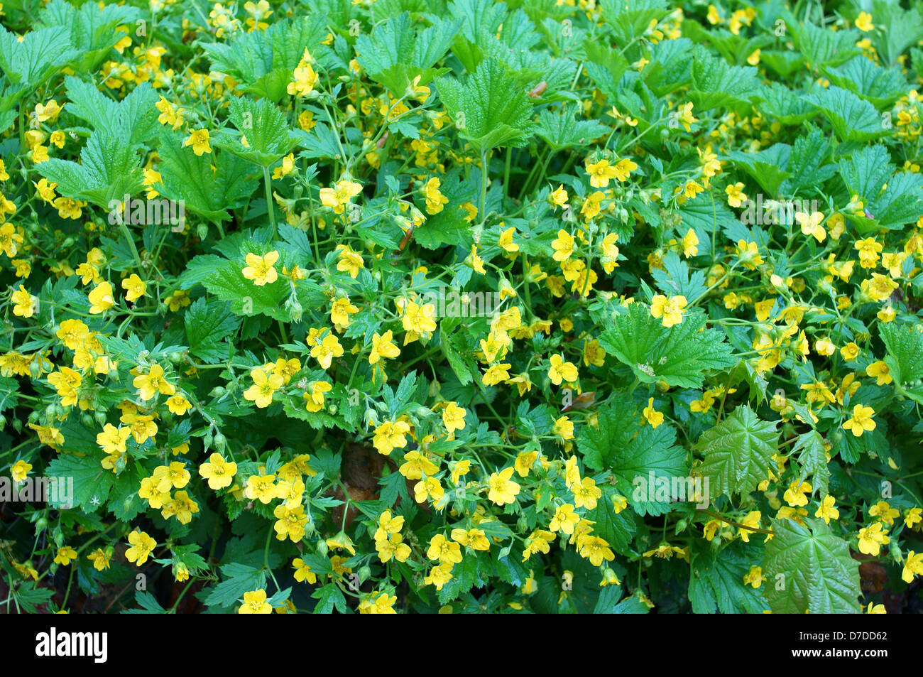 Waldsteinia geoides yellow spring flowers and green leaves Stock Photo ...
