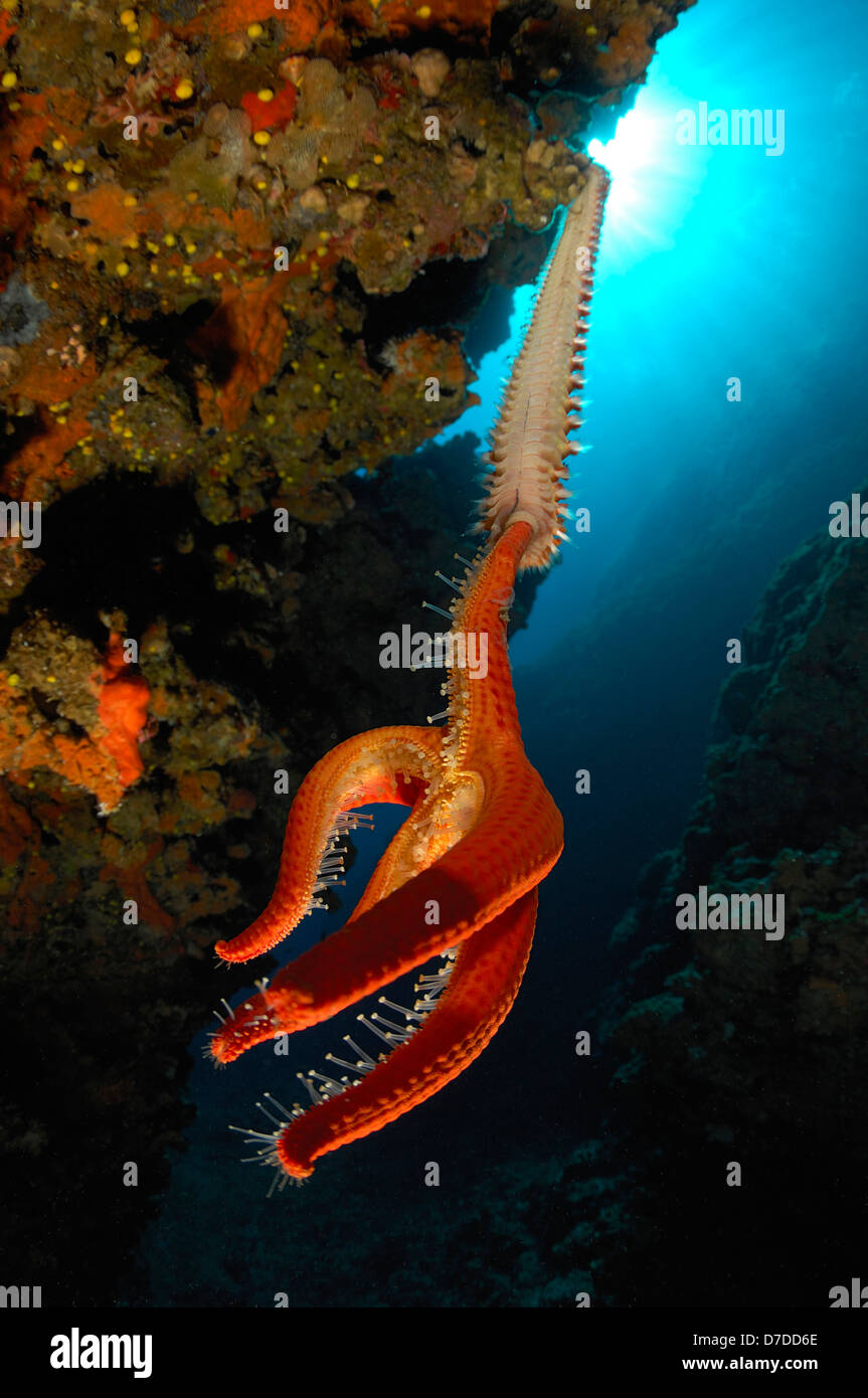 Fireworm feeding on Starfish, Hermodice carunculata, Susac, Adriatic ...