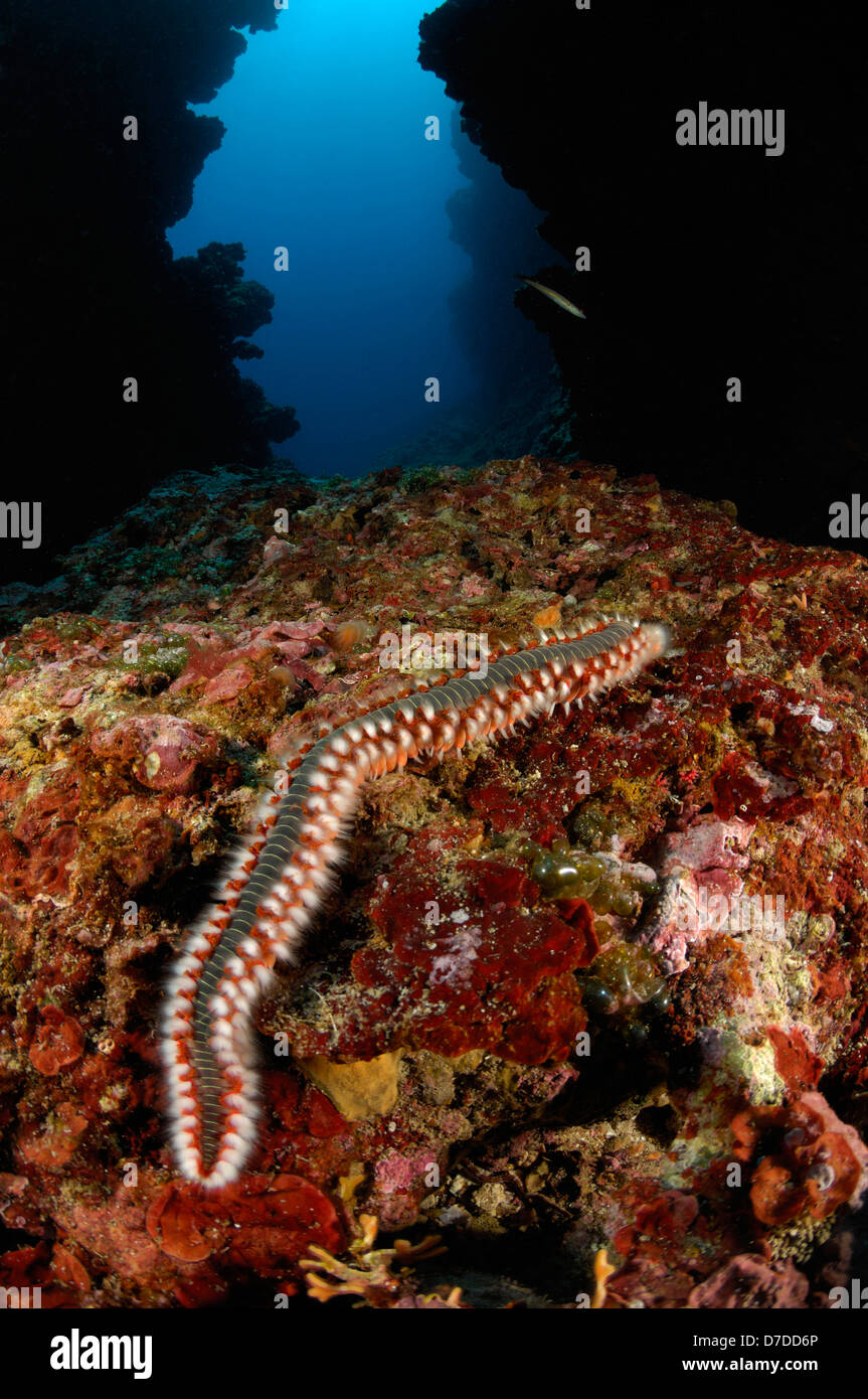 Fireworm, Hermodice carunculata, Susac, Adriatic Sea, Croatia Stock ...