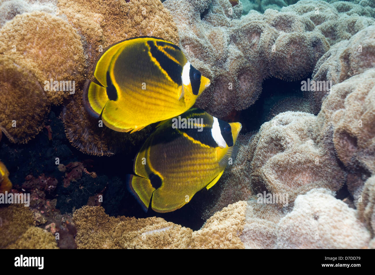Raccoon butterflyfish (Chaetodon lunula). Bali, Indonesia Stock Photo ...
