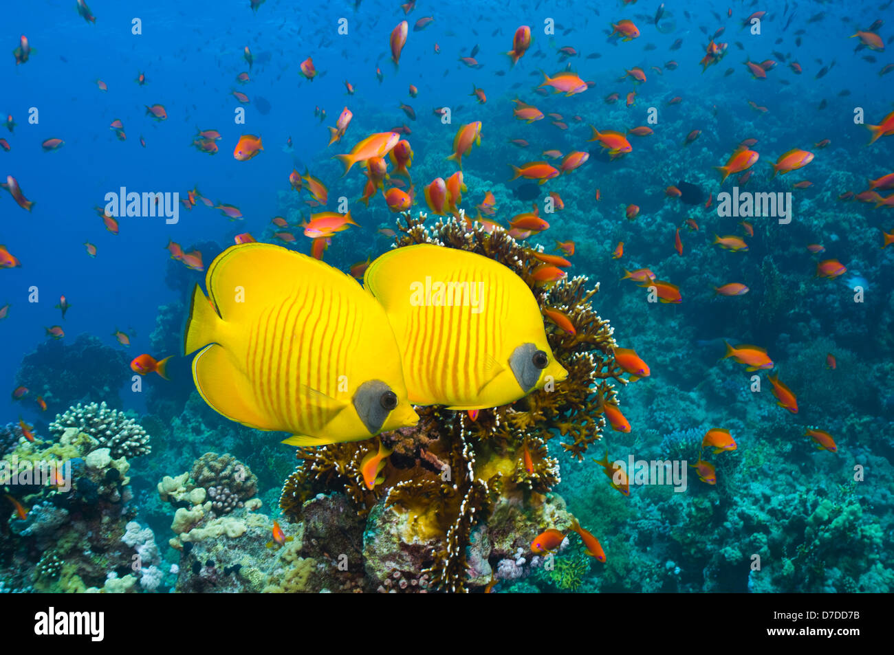 Golden butterflyfish (Chaetodon semilarvatus) with Lyretail anthias ...