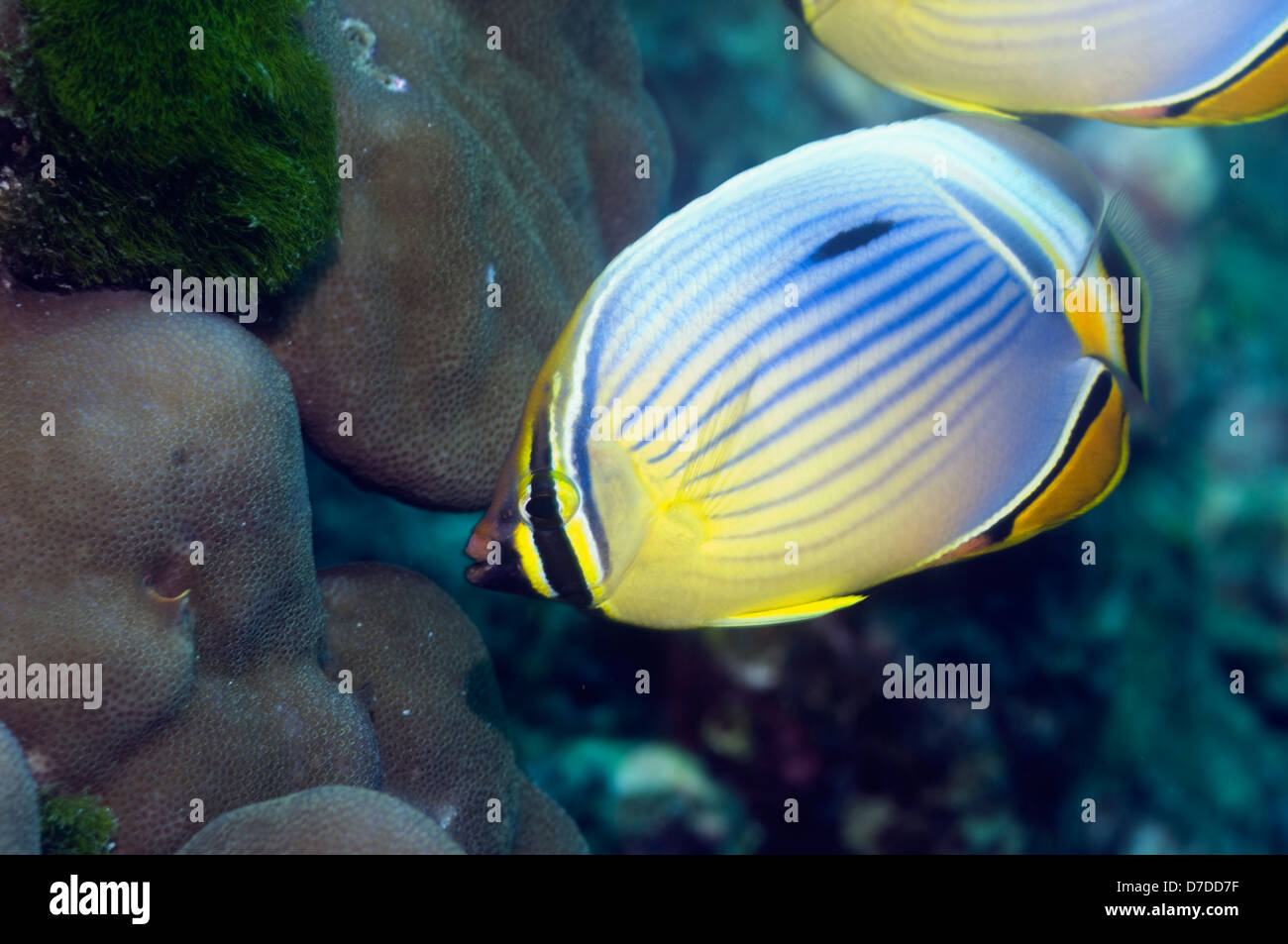 Lineated butterflyfish hi-res stock photography and images - Alamy