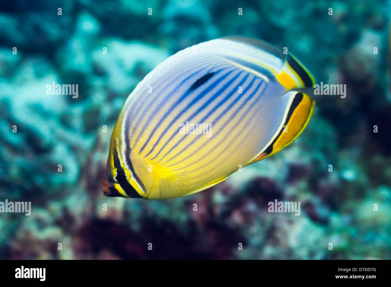 Lineated or Melon butterflyfish (Chaetodon trifasciatus). Andaman Sea ...