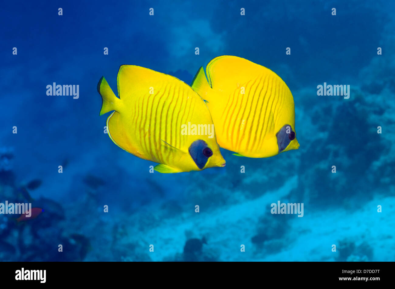 Golden butterflyfish (Chaetodon semilarvatus). Egypt, Red Sea Stock ...