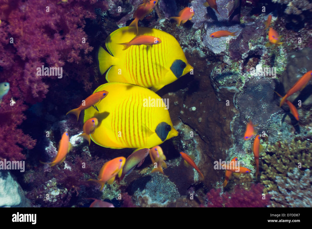 Pair of Golden butterflyfish (Chaetodon semilarvatusf) sheltering ...