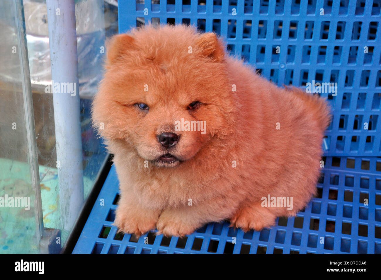 China, Guizhou province, dog Stock Photo - Alamy