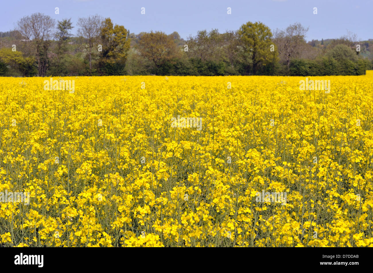 Field of oilseed rape in flower. The crop is grown for use as animal ...