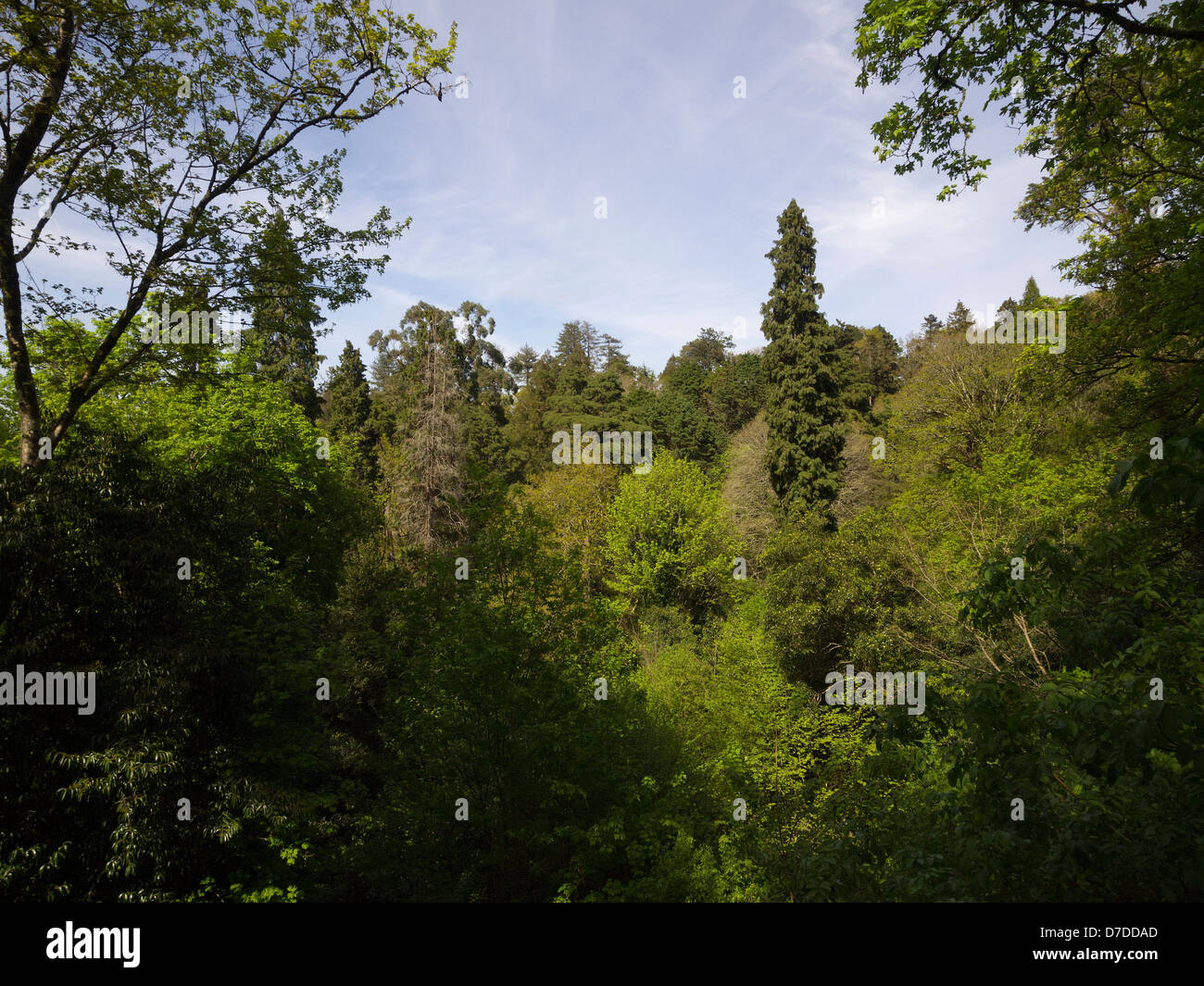 Bucaco forest portugal hi-res stock photography and images - Alamy