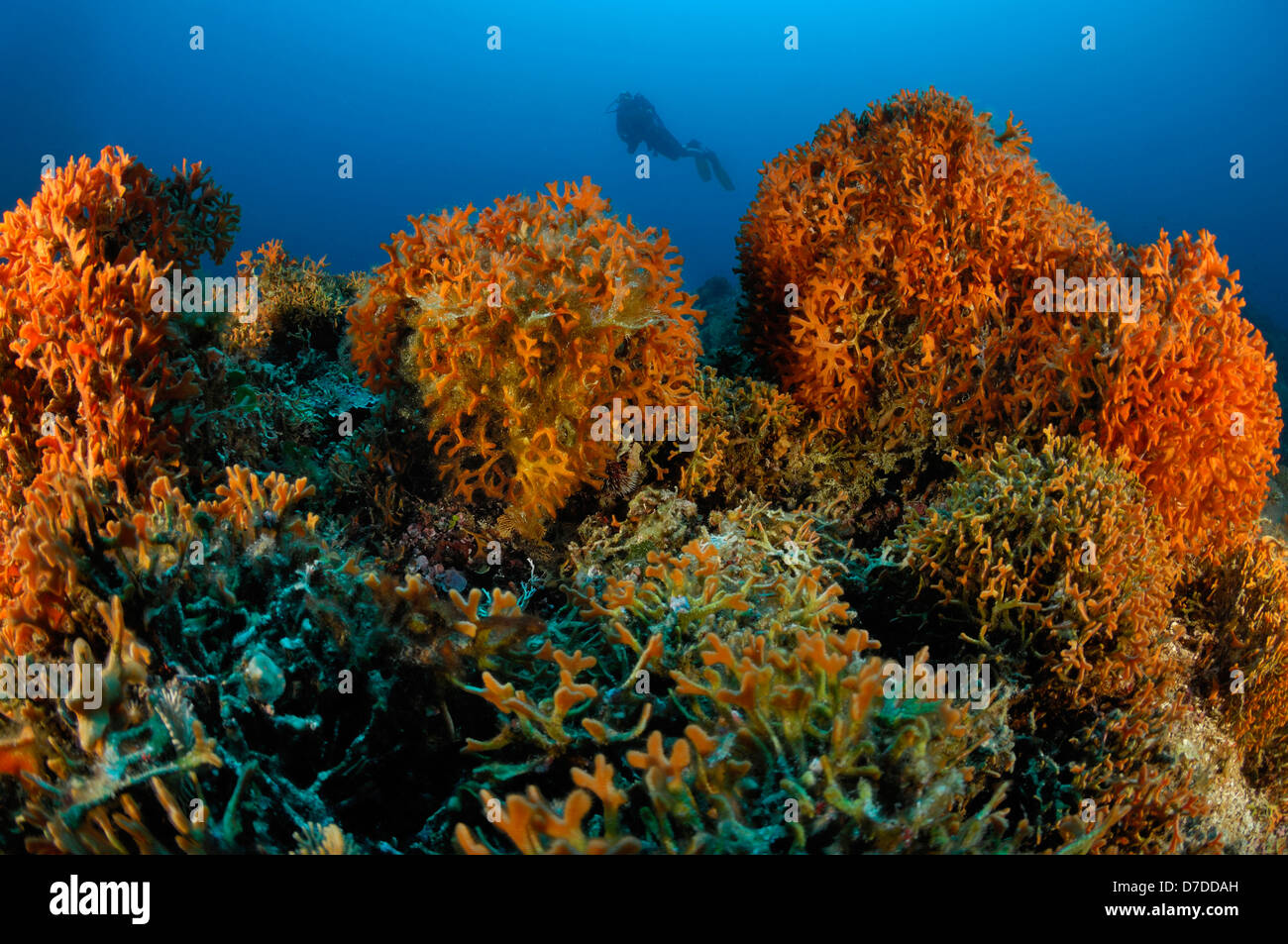 Coral moss hi-res stock photography and images - Alamy