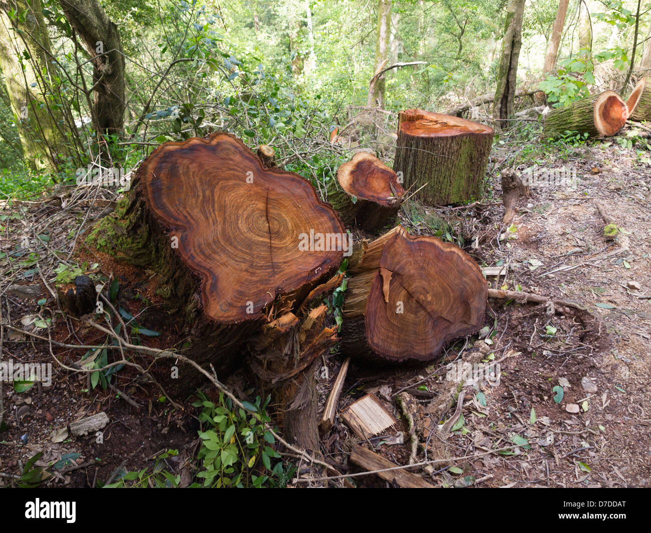 Sawed off tree trunks in forest Stock Photo - Alamy