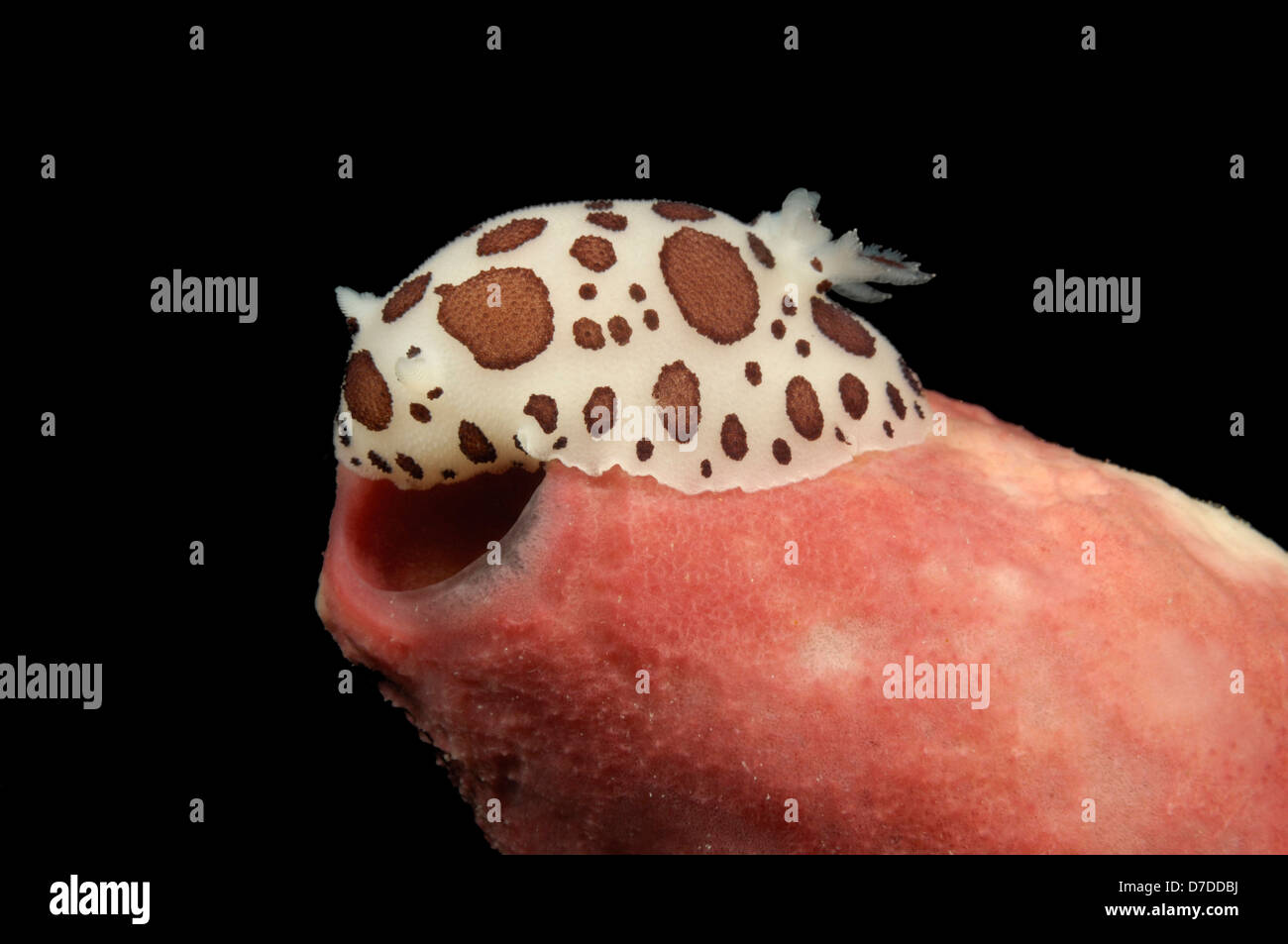 Dotted sea slug hi-res stock photography and images - Alamy