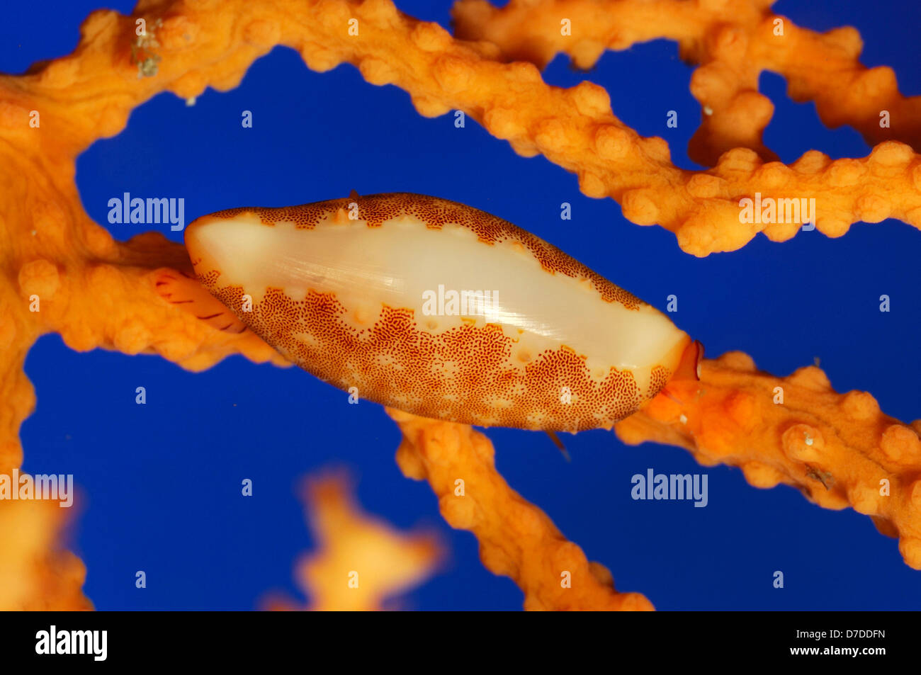 Ovulid Shell on Gorgonian, Simnia spelta, Korcula, Adriatic Sea ...