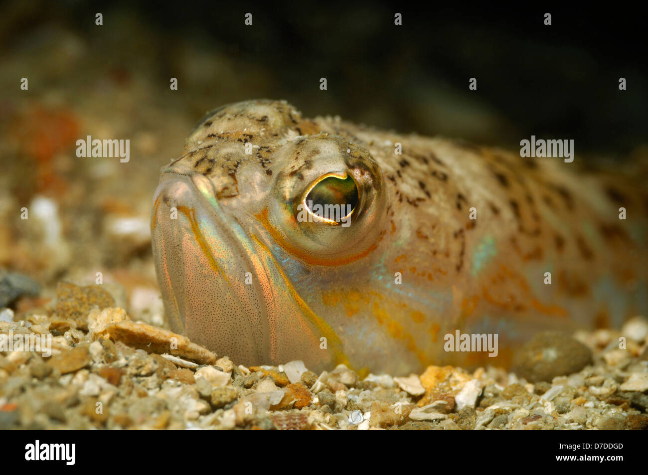 Greater weeverfish hi-res stock photography and images - Alamy