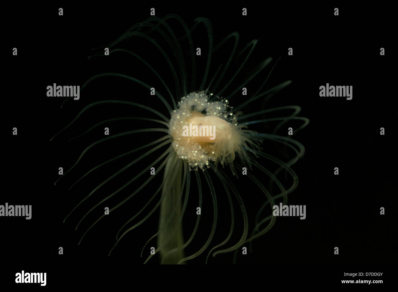 Hydrozoa Medusae, Corymorpha nutans, Piran, Adriatic Sea, Slovenia ...