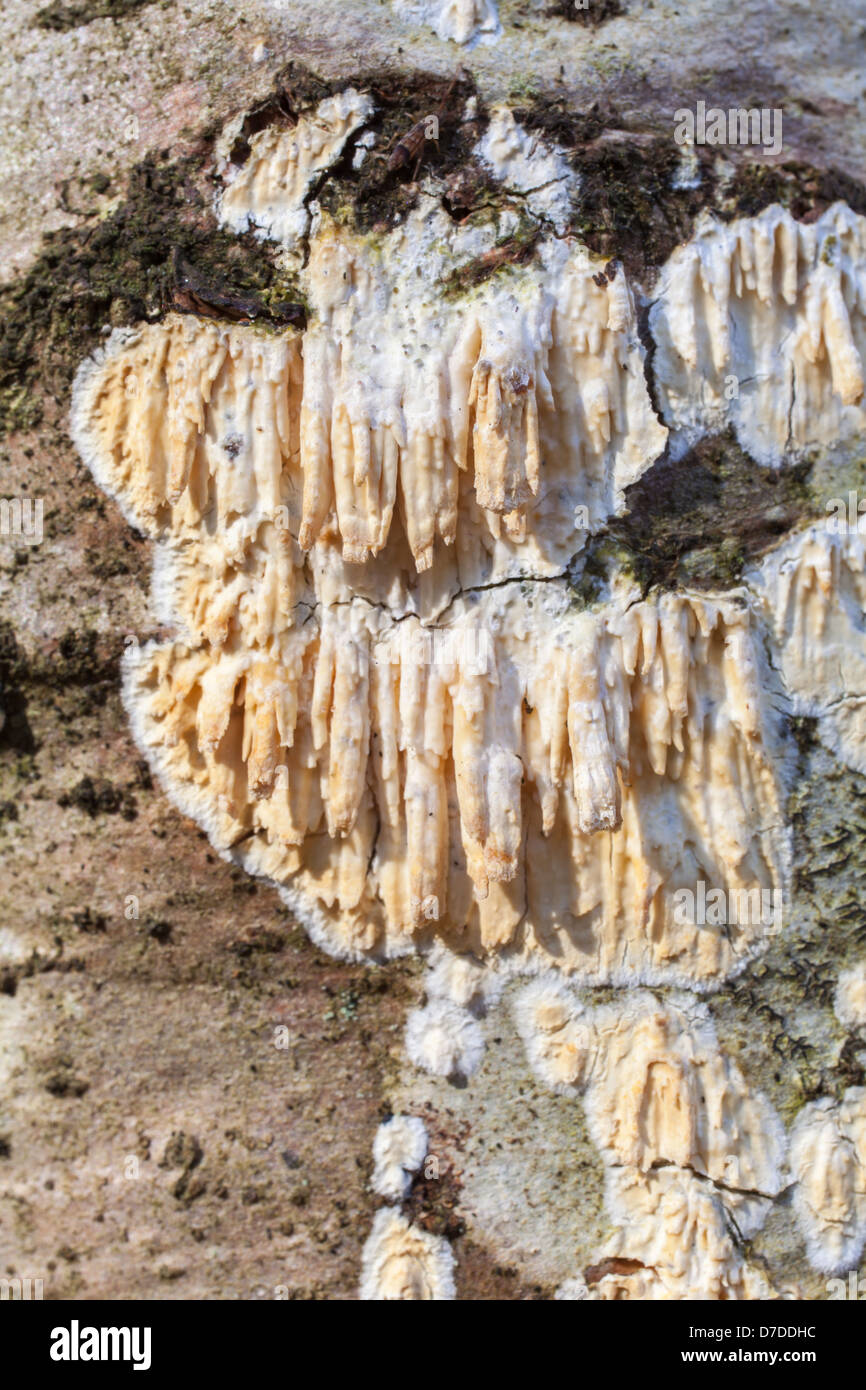 Radula hi-res stock photography and images - Alamy