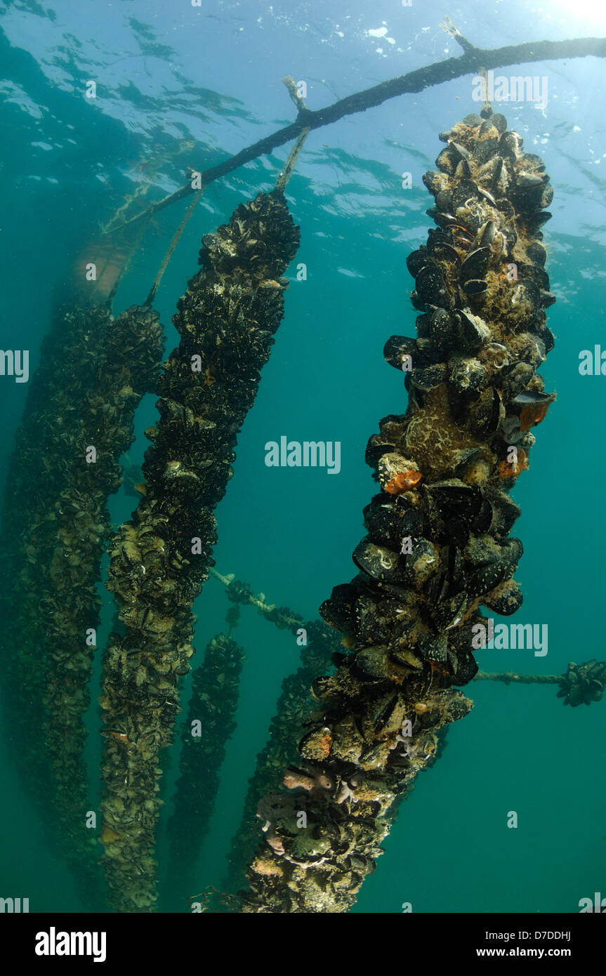 Mussel farm hi-res stock photography and images - Alamy