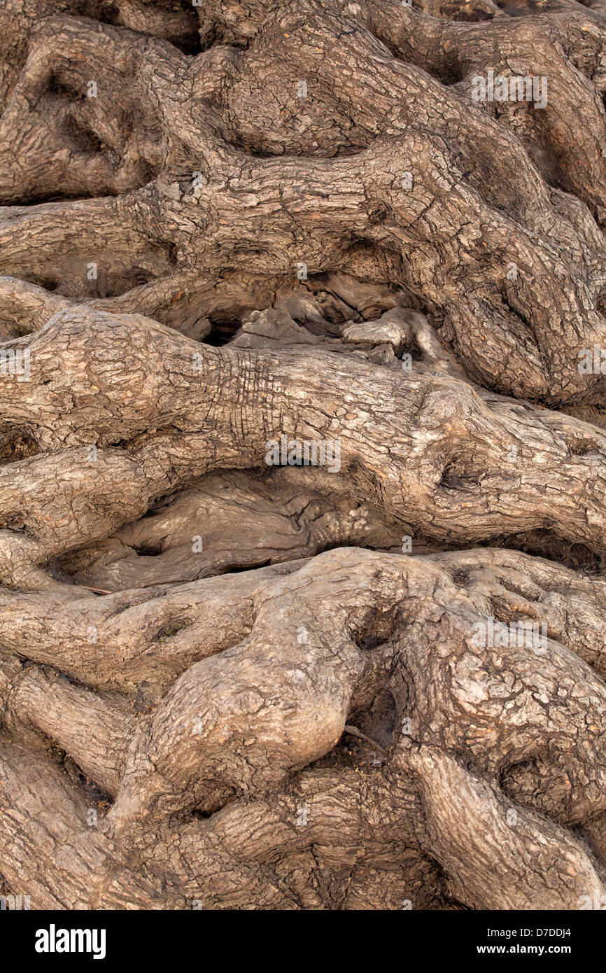 Close-up view of an olive tree Stock Photo - Alamy