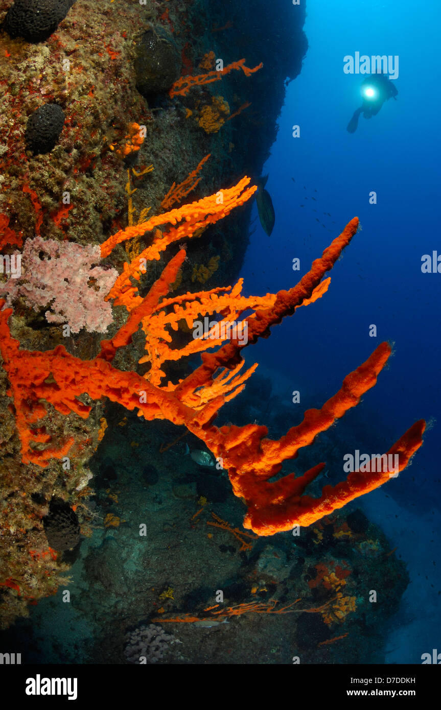 Red Axinella Sponge, Axinella cannabina, Bodrum, Turkey Stock Photo - Alamy
