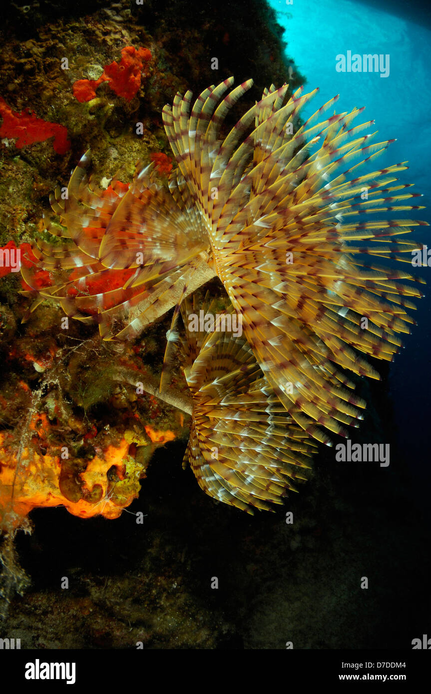 Spiral Tube Worm, Spirographis spallanzani, Bodrum, Turkey Stock Photo ...