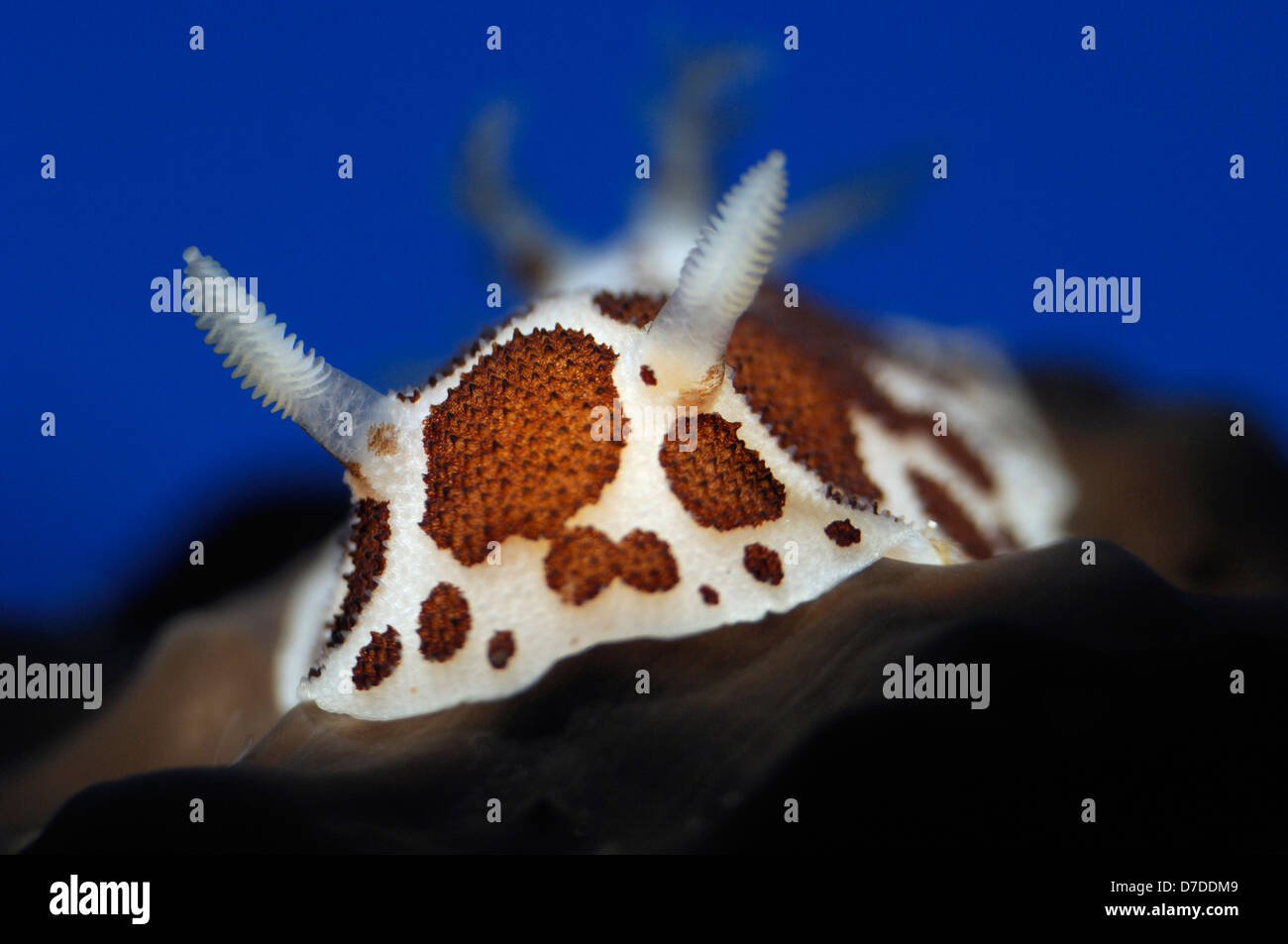 Dotted Sea Slug, Peltodoris atromaculata, Bodrum, Turkey Stock Photo ...