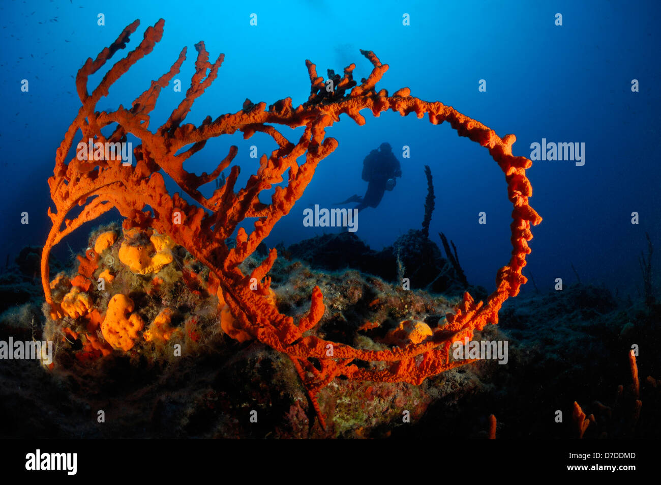 Axinella hi-res stock photography and images - Alamy