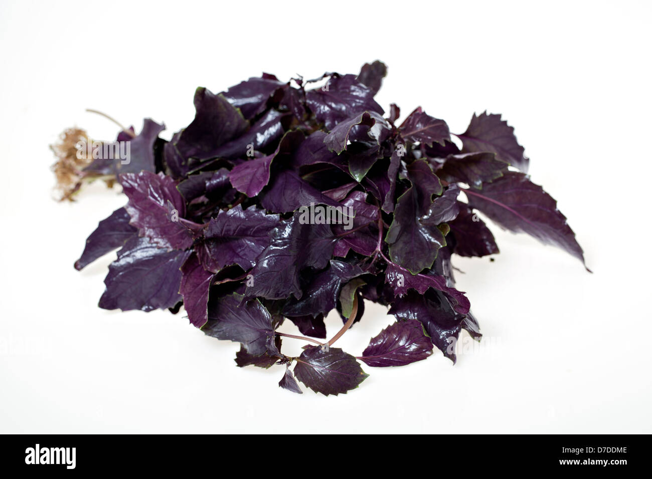 Purple Basil Stock Photos & Purple Basil Stock Images - Alamy