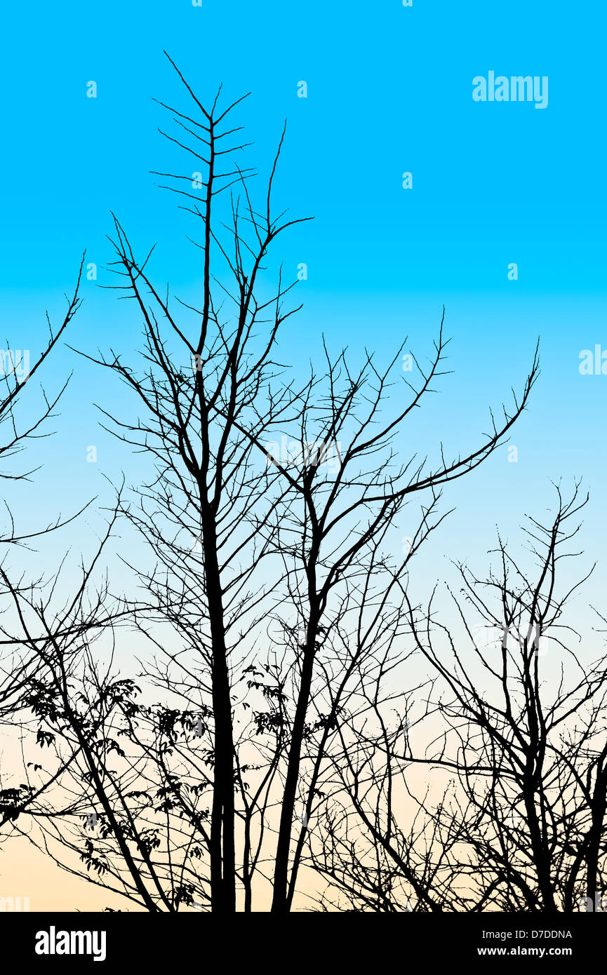 dead tree background Stock Photo - Alamy