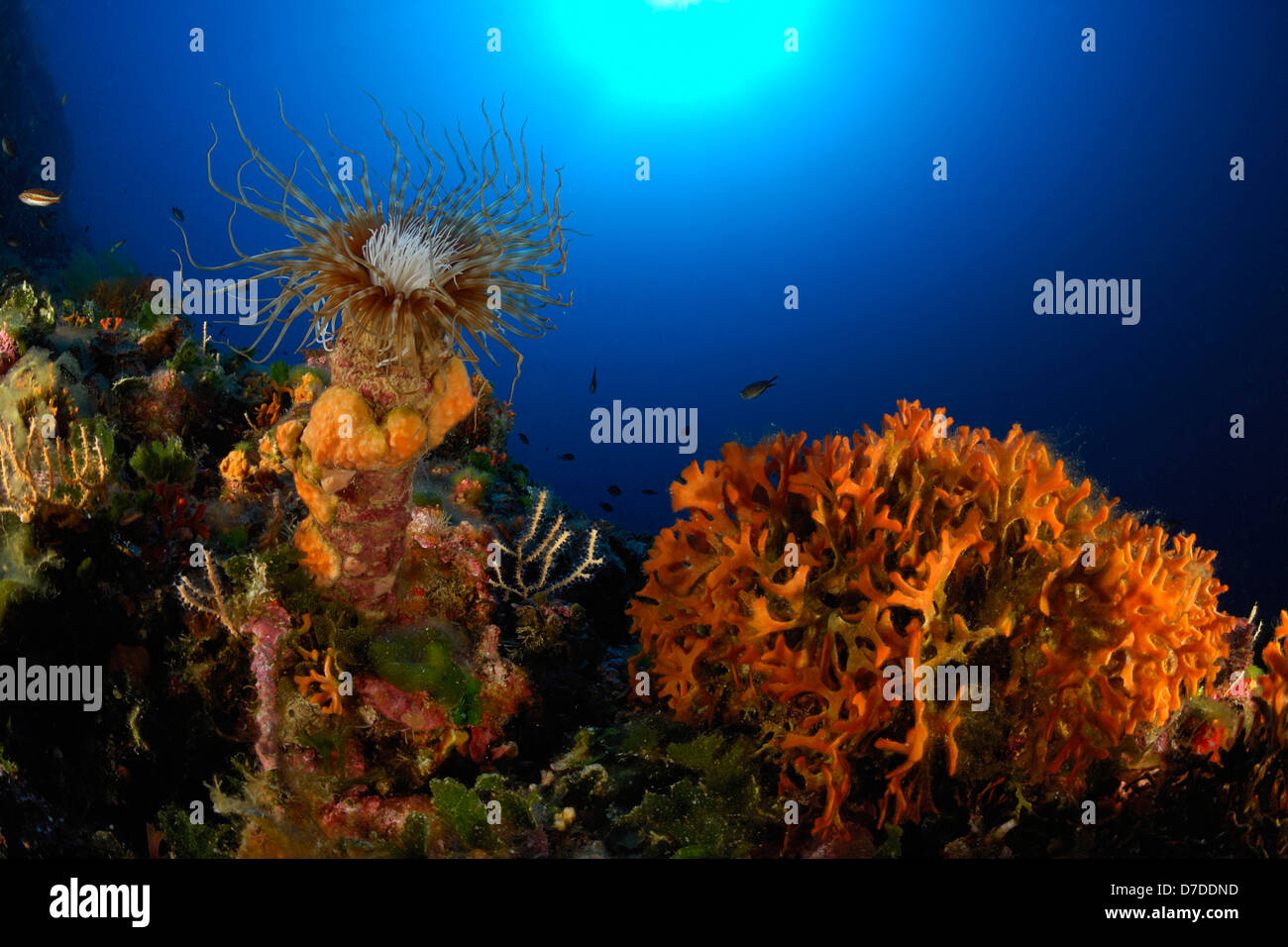 Tube Anemone in Coral Reef, Cerianthus membranaceus, Vis, Adriatic Sea ...