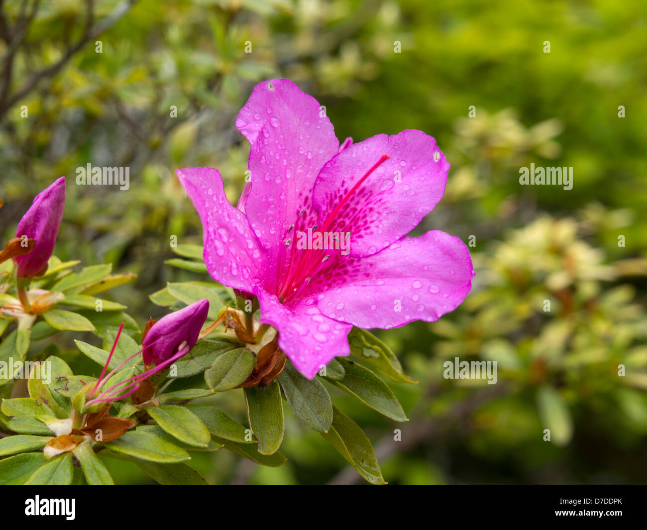 Azalea japonica purple hi-res stock photography and images - Alamy
