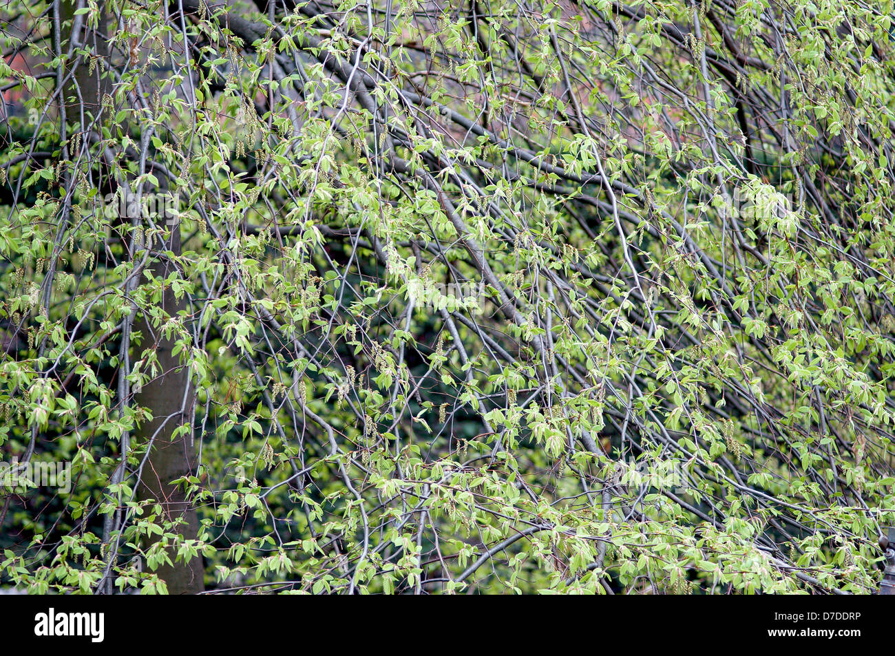 Elm tree budding in the spring Ulmus laevis Stock Photo - Alamy