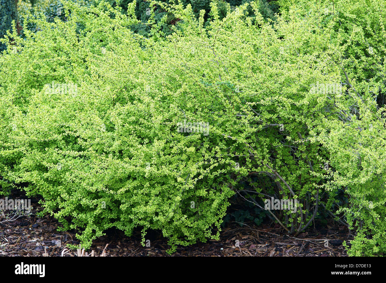 Budding green hi-res stock photography and images - Alamy