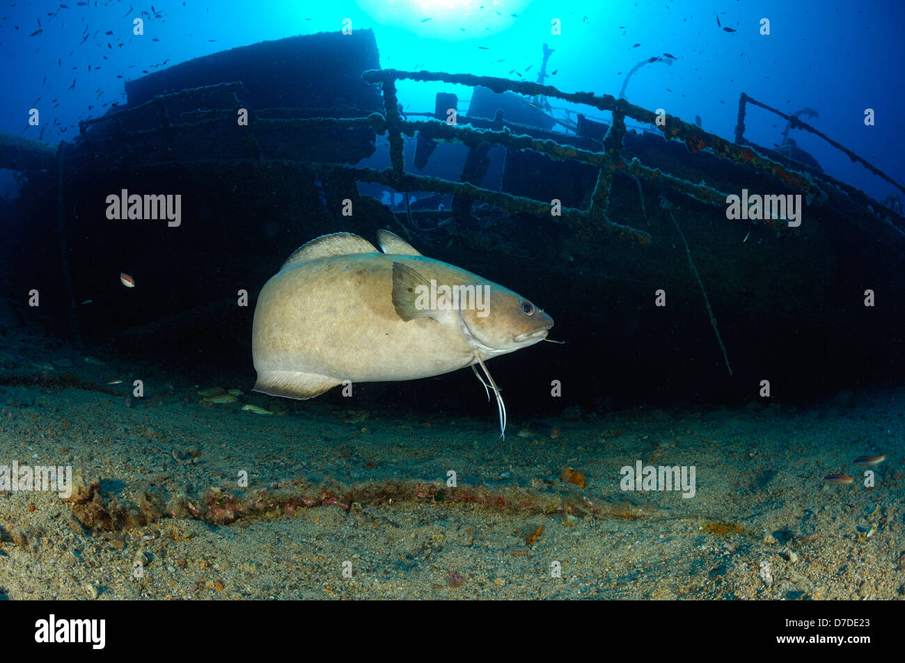 Forkbeard phycis phycis hi-res stock photography and images - Alamy