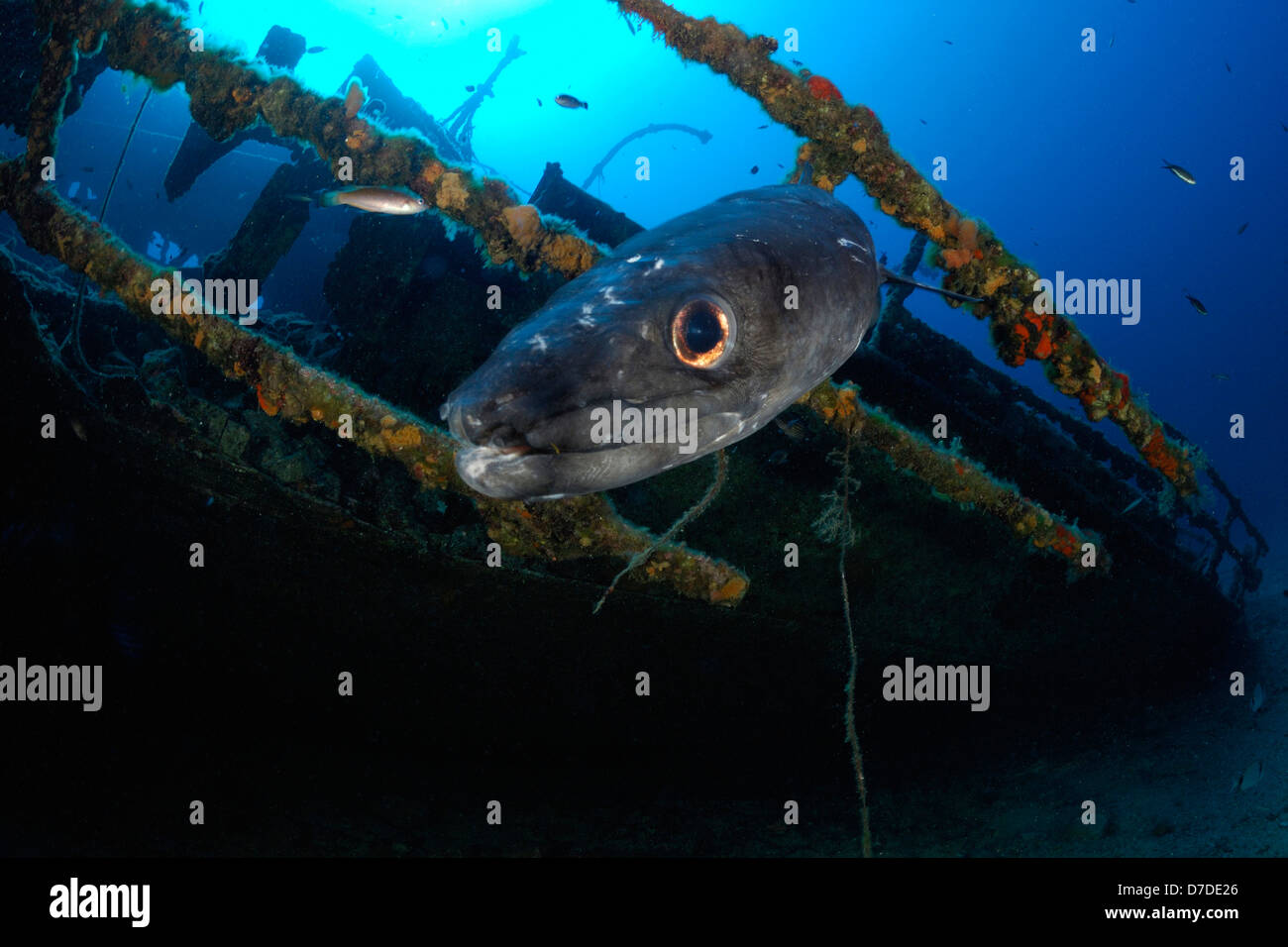 European Conger at Teti Wreck, Conger conger, Vis, Adriatic Sea ...